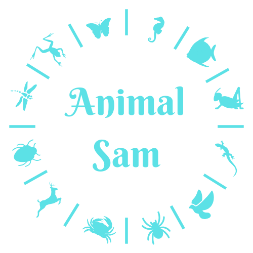 Animal Sam – An urbanite with a thirst for nature